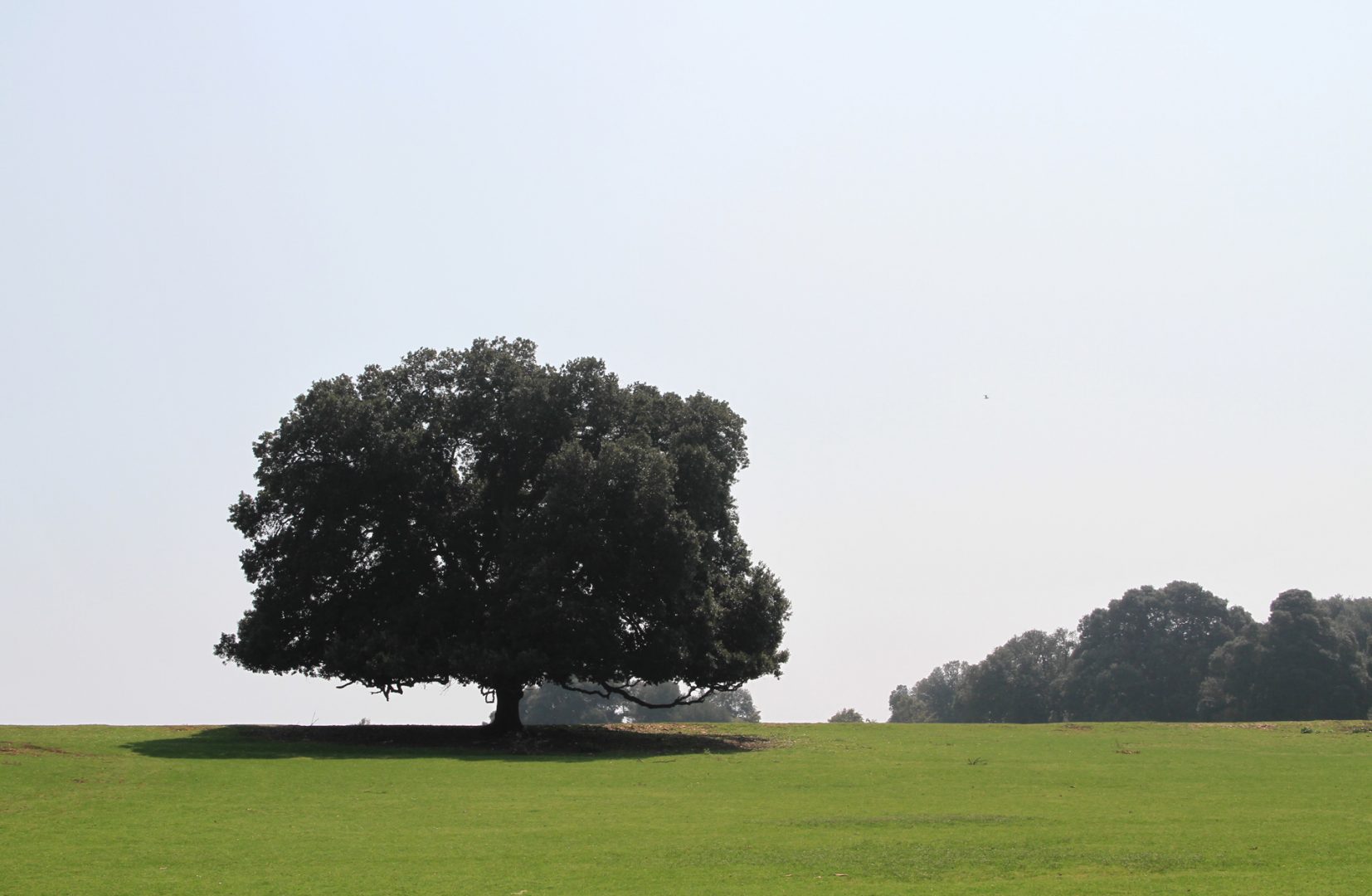 National park Brijuni | Nature & Wildlife | Croatia4me - Jouw vakantie ...