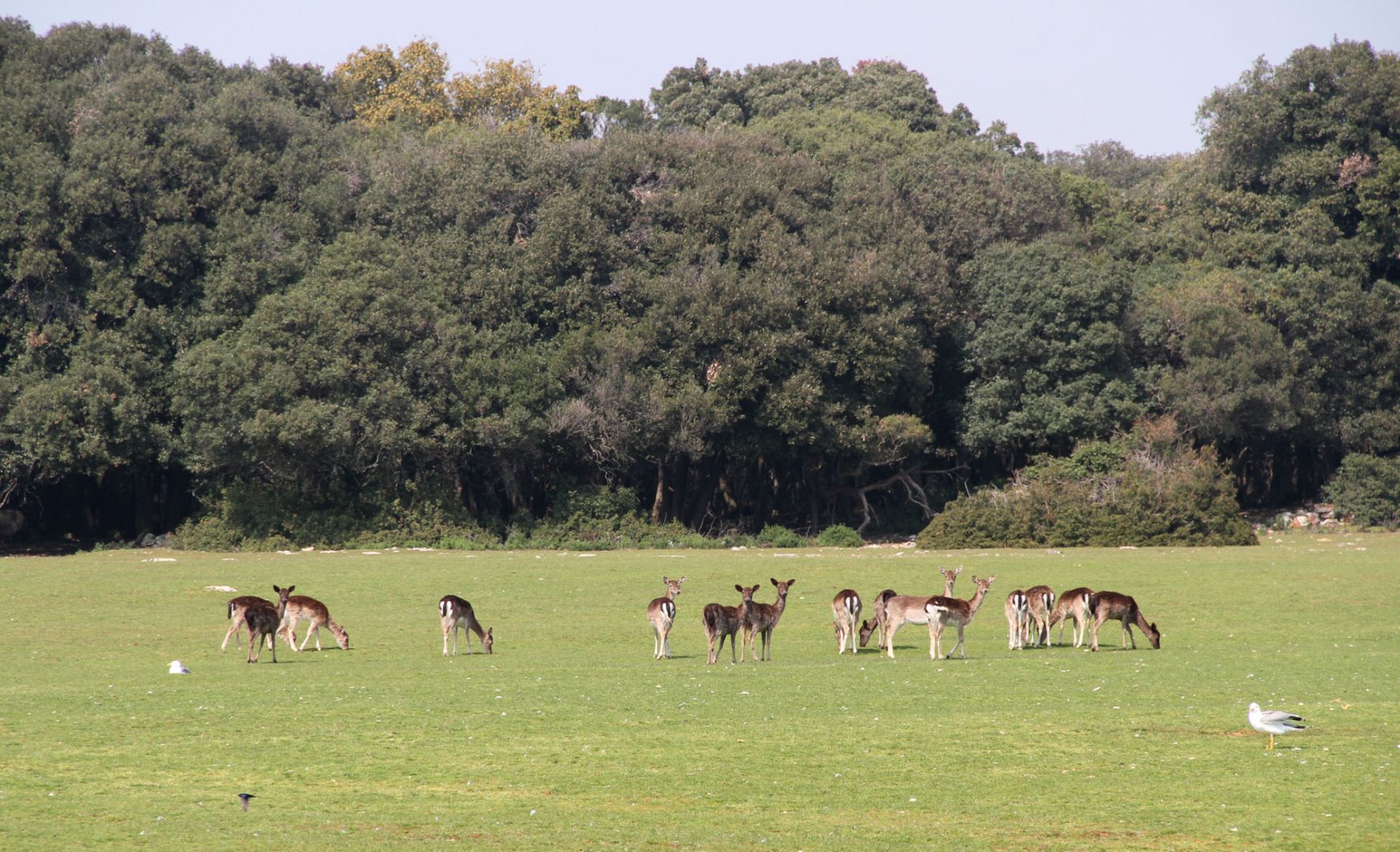 National park Brijuni | Nature & Wildlife | Croatia4me - Jouw vakantie ...